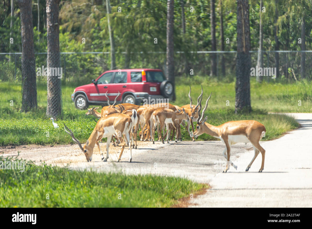 Safari drive through park. Cars driving near animals in cage free zoo ...