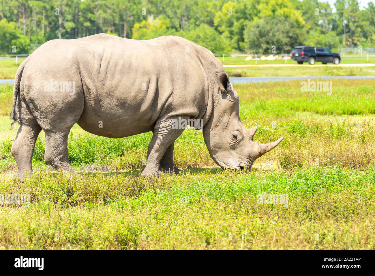 White rhino, rhinoceros walking on grass Stock Photo - Alamy