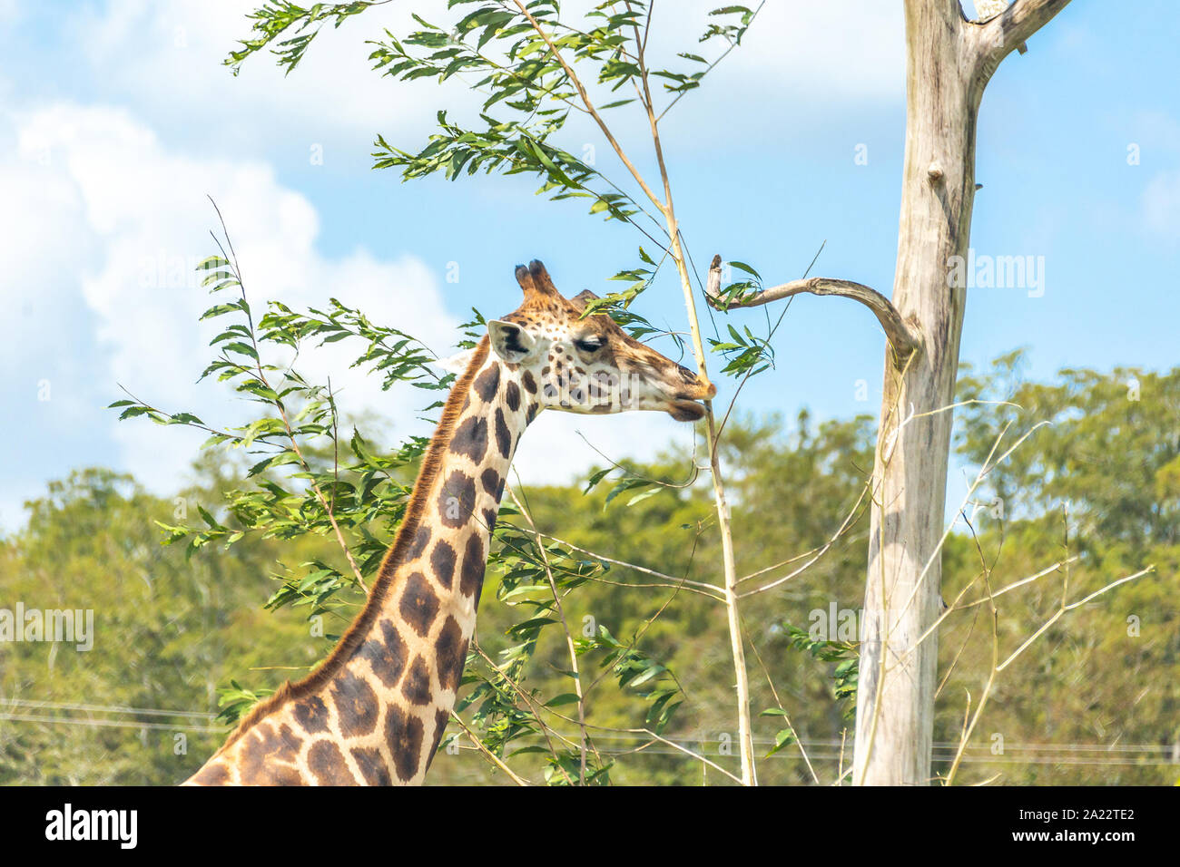 Giraffe eating leaves from tree Stock Photo - Alamy
