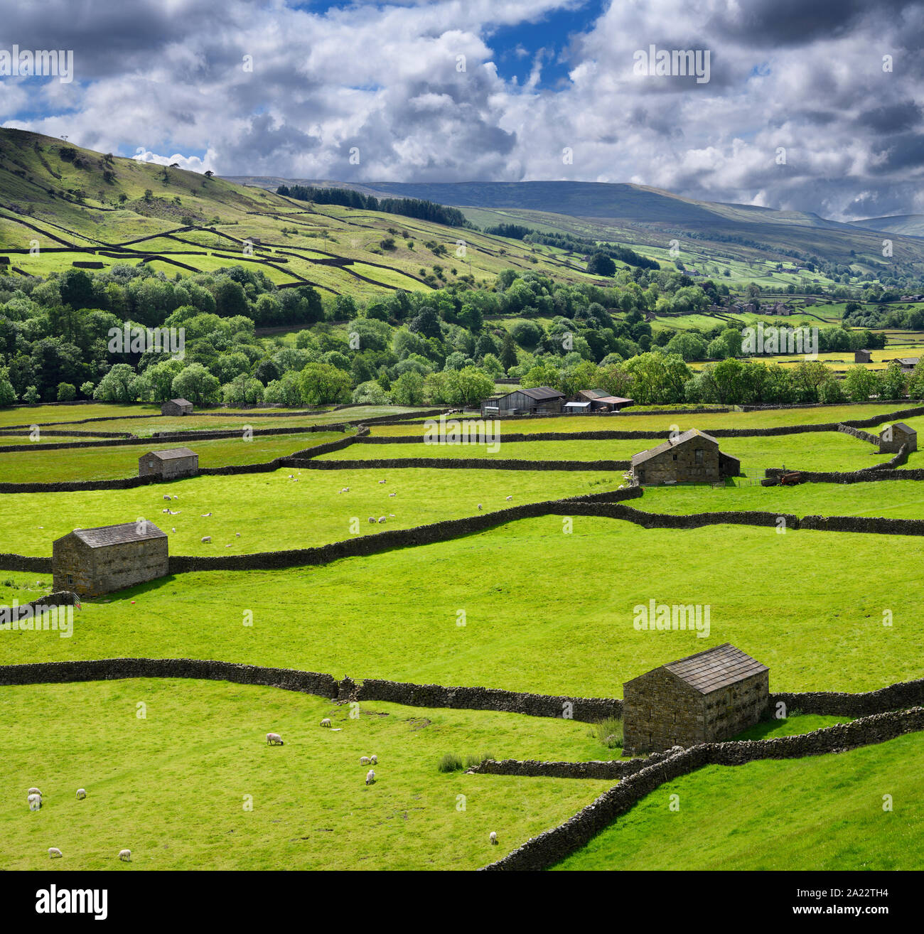 Swaledale sheep barns and drystone wall grid on green pasture land in ...
