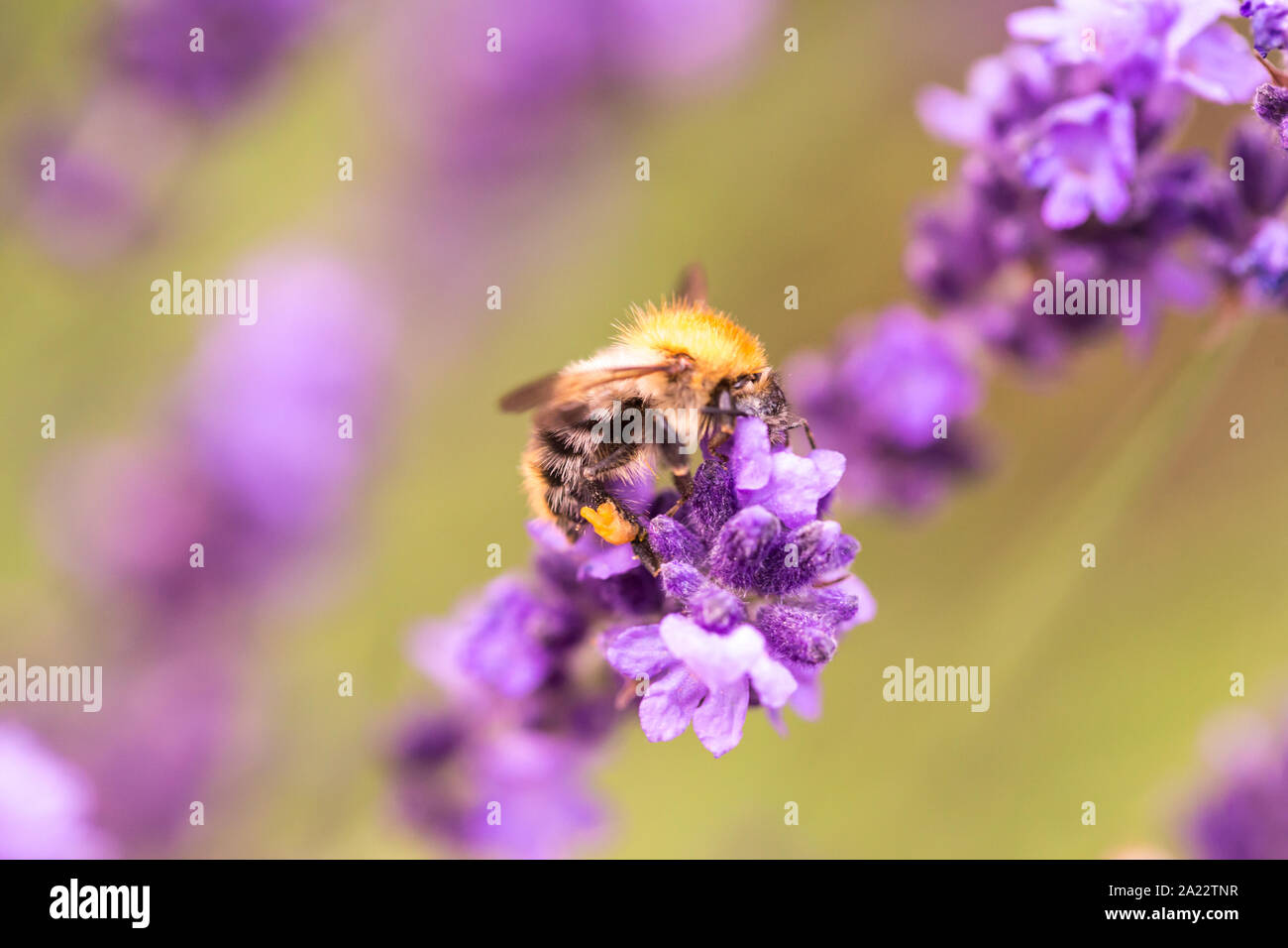 Bee pollination hi-res stock photography and images - Alamy