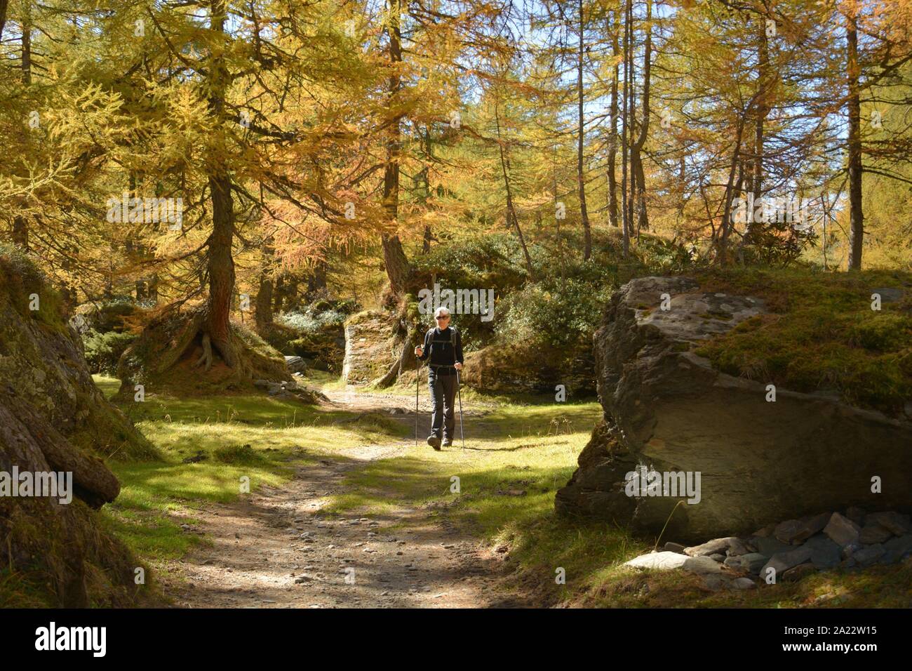 Austrian larch hi-res stock photography and images - Alamy