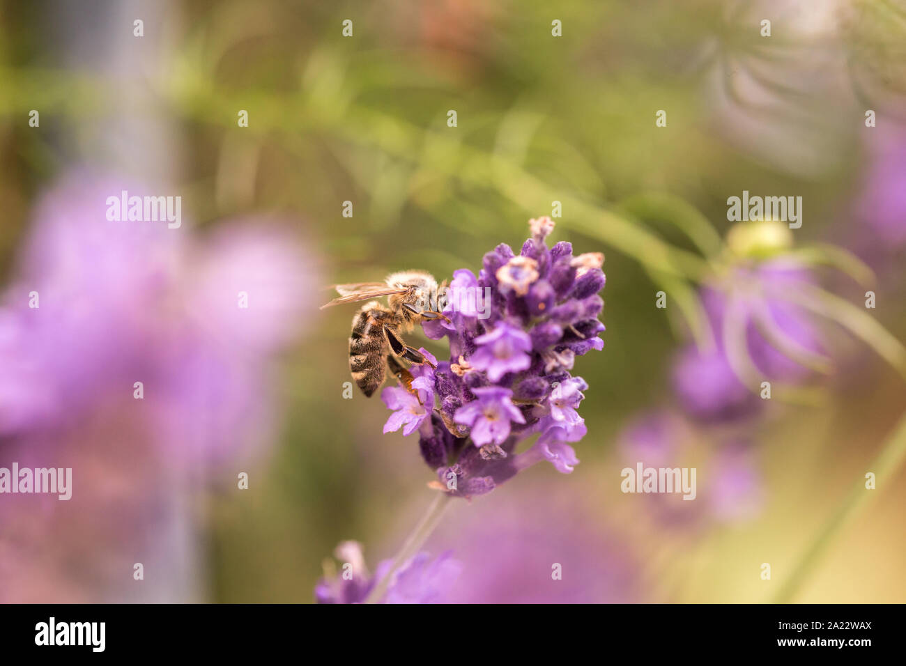 Pollination with bee and lavender during sunshine, sunny lavender Stock ...