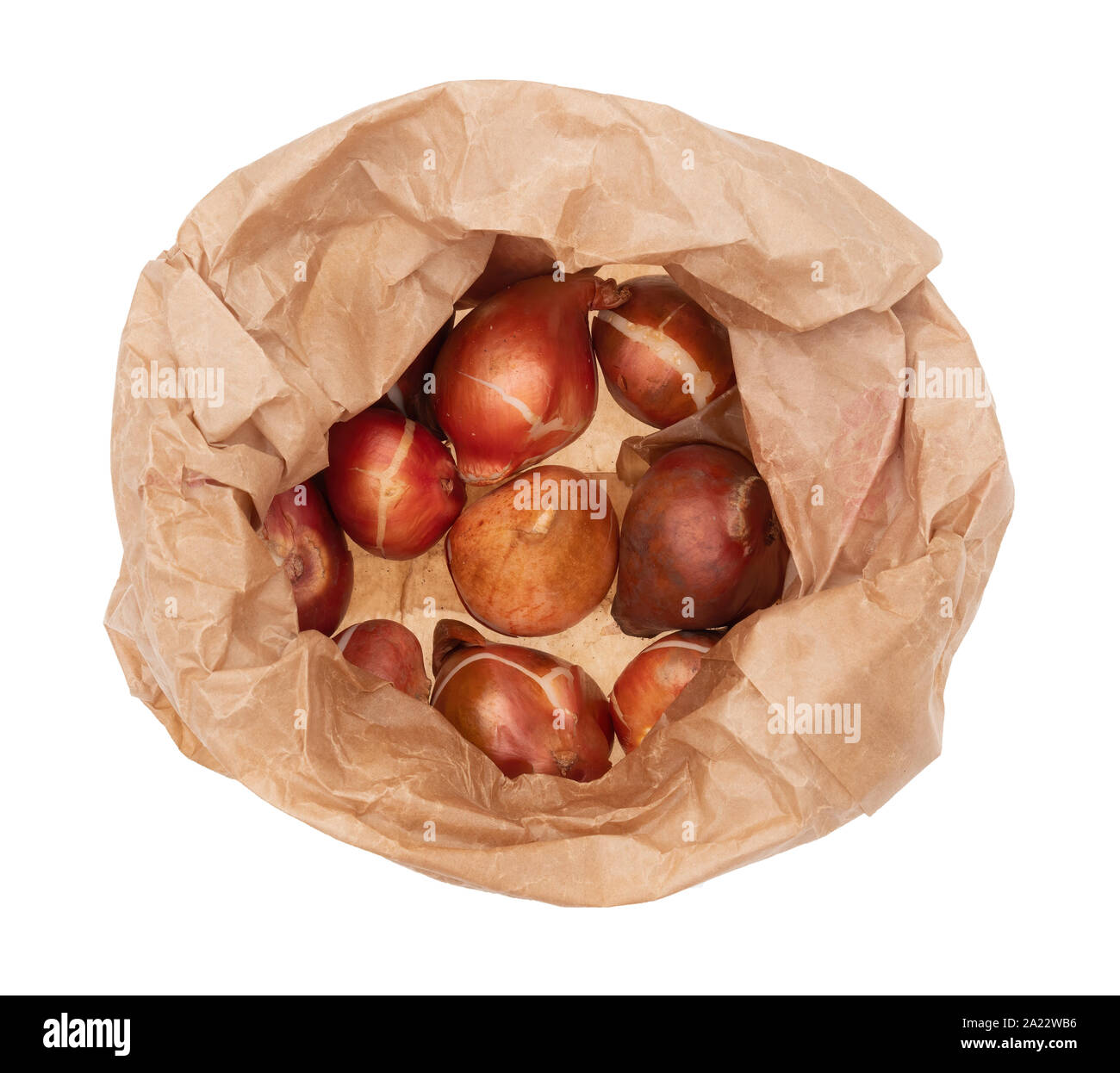 Tulip bulbs paper bag hi-res stock photography and images - Alamy