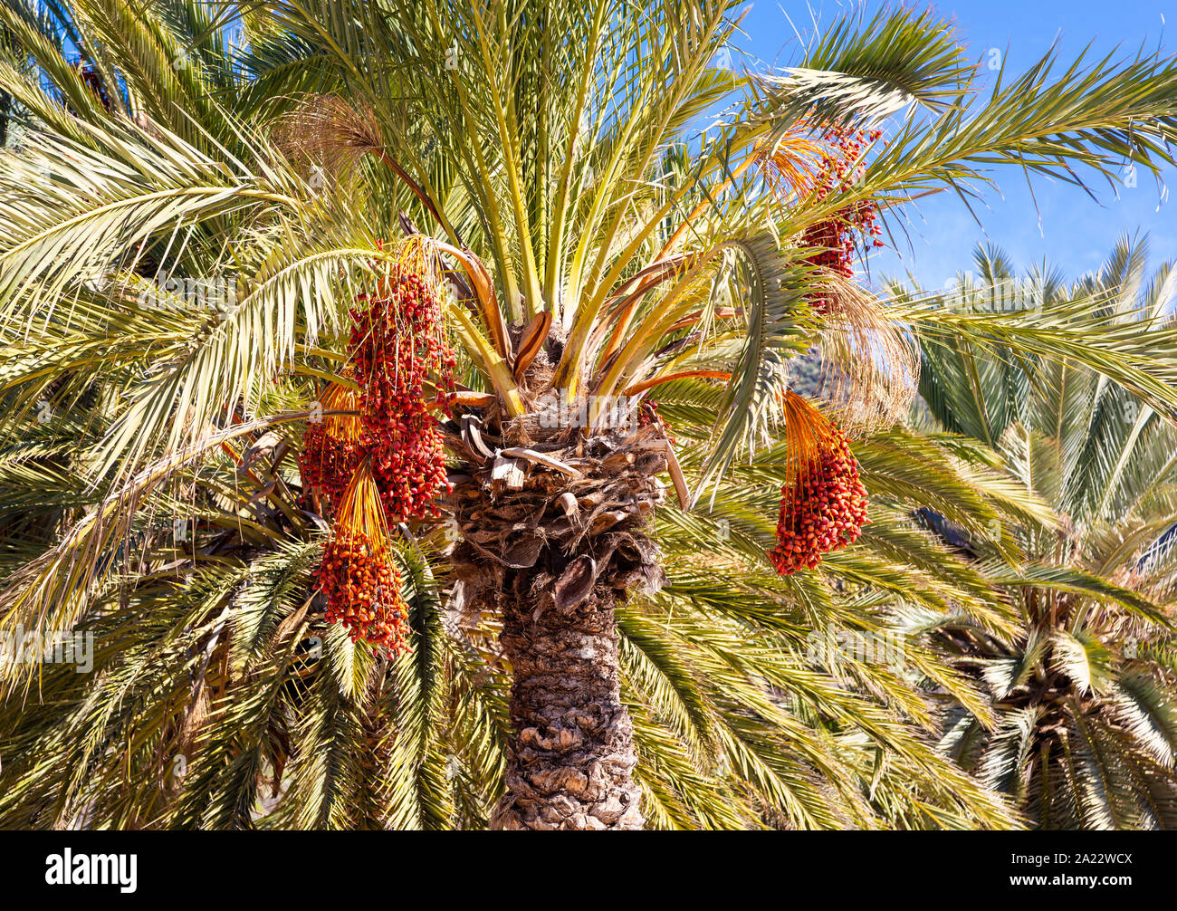 Dates growing on palm hi-res stock photography and images - Alamy