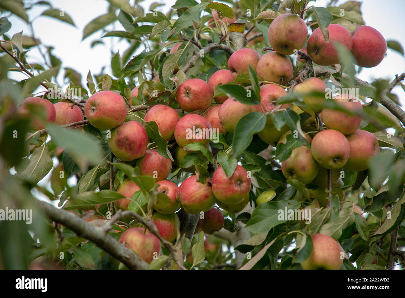 Keeping apples hi-res stock photography and images - Alamy