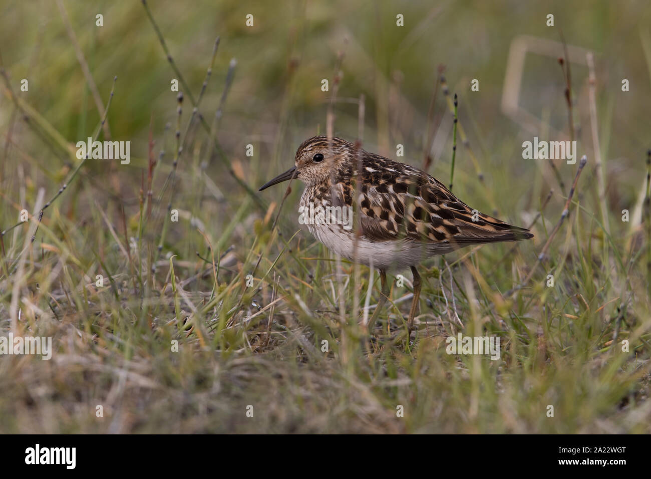 A Spotted Sandpiper in Alaska Stock Photo - Alamy