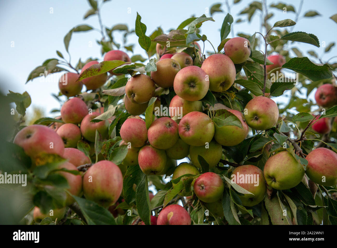 Apples on apple tree in an English garden in the late summer Stock ...