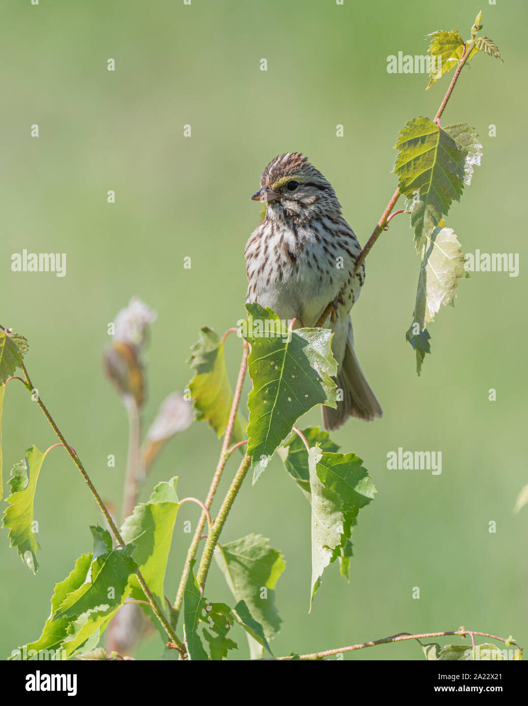Notched tails hi-res stock photography and images - Alamy