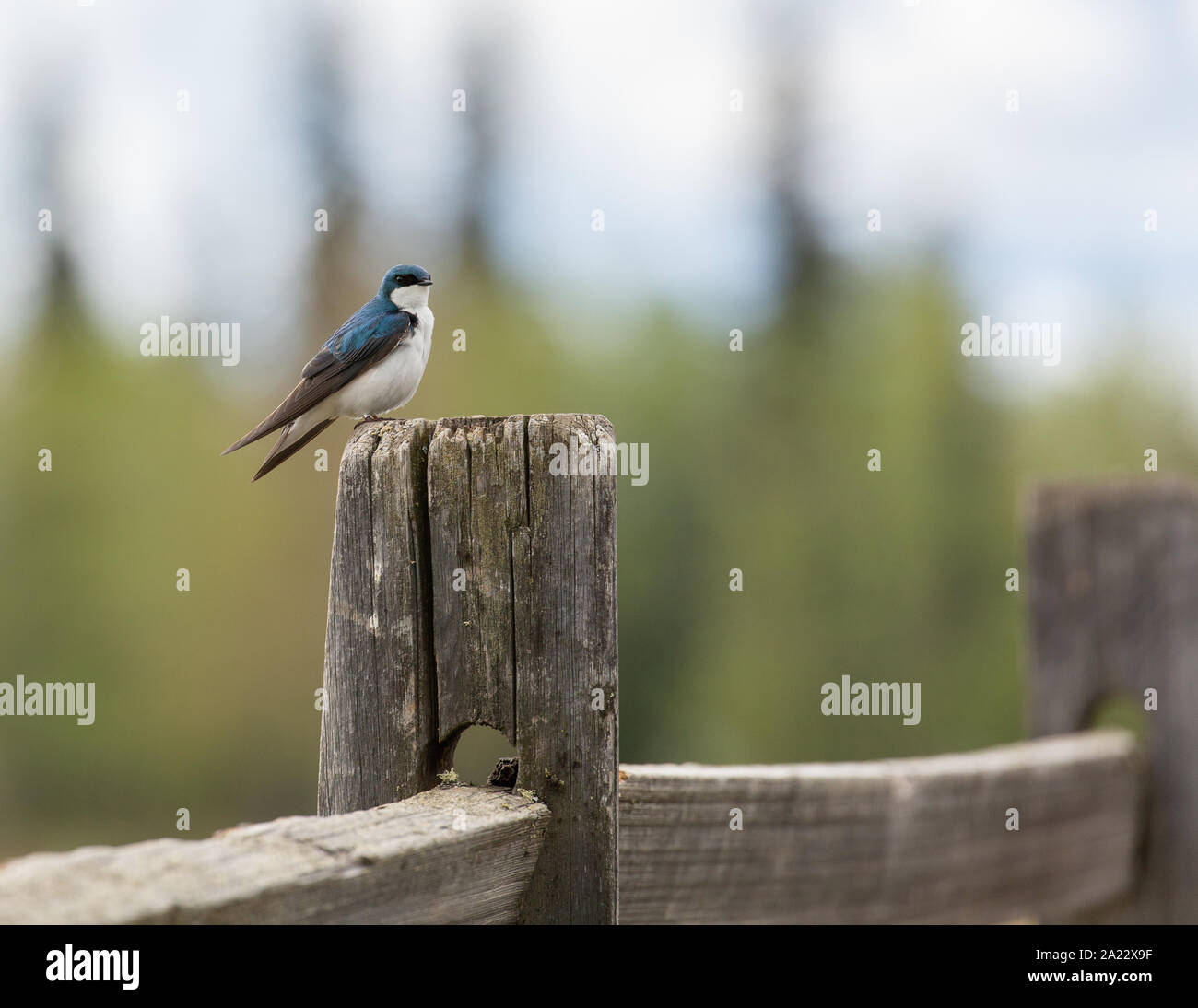 Tree Swallow in Alaska to Breed Stock Photo - Alamy