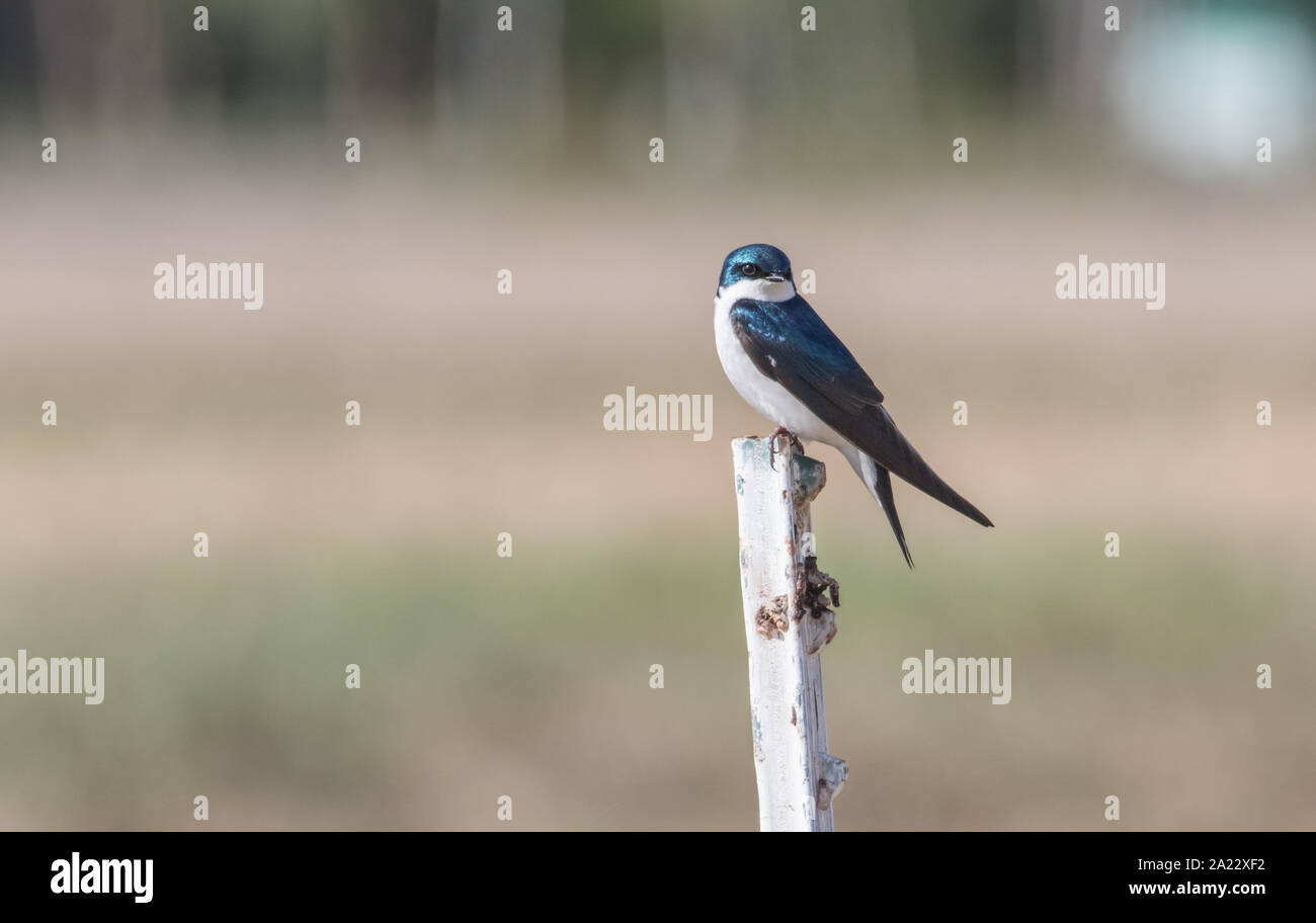 Tree eating fence hi-res stock photography and images - Alamy