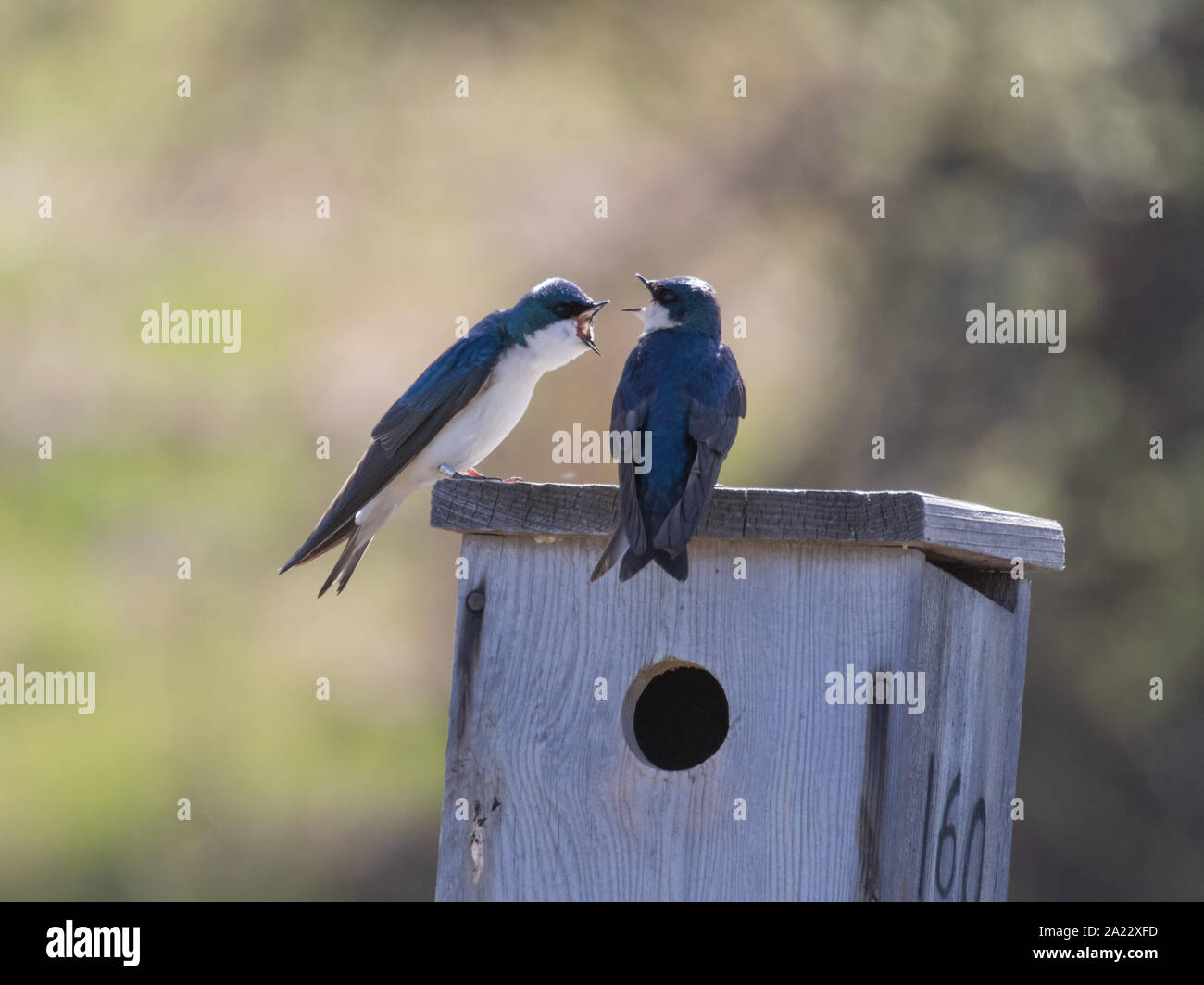 Hirondelle nest hi-res stock photography and images - Alamy