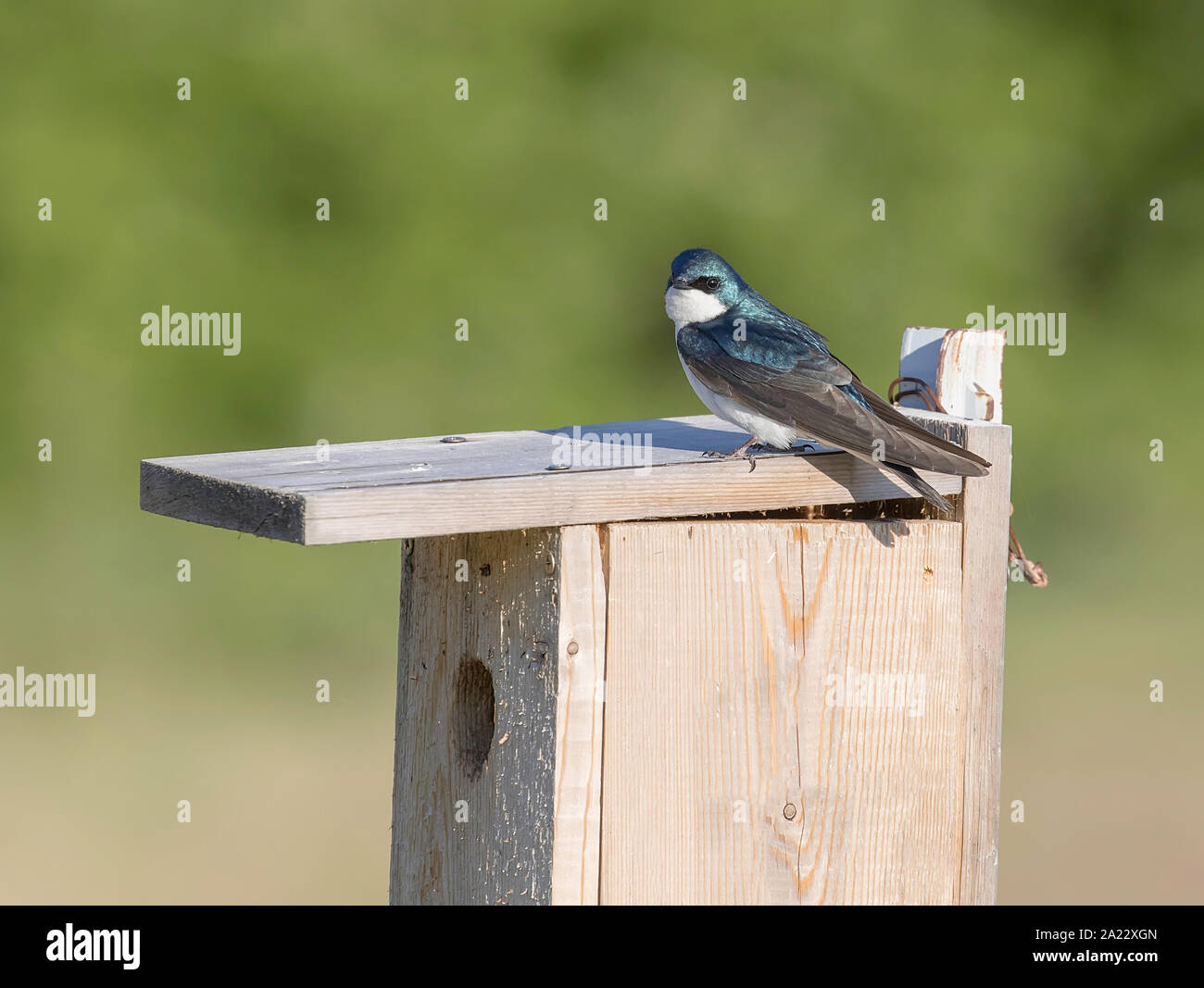 Tree Swallow on a nest box Stock Photo - Alamy