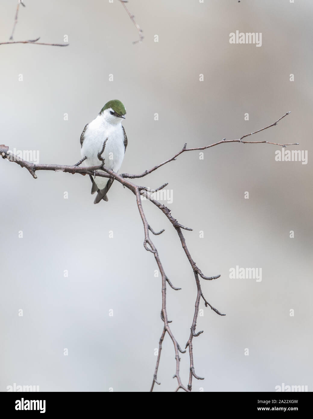A Violet-green Swallow in Alaska Stock Photo - Alamy