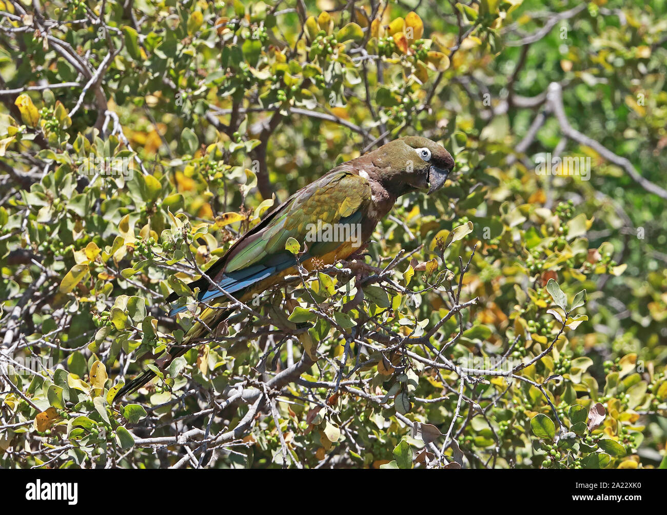 Cyanoliseus patagonus bloxami hi-res stock photography and images - Alamy