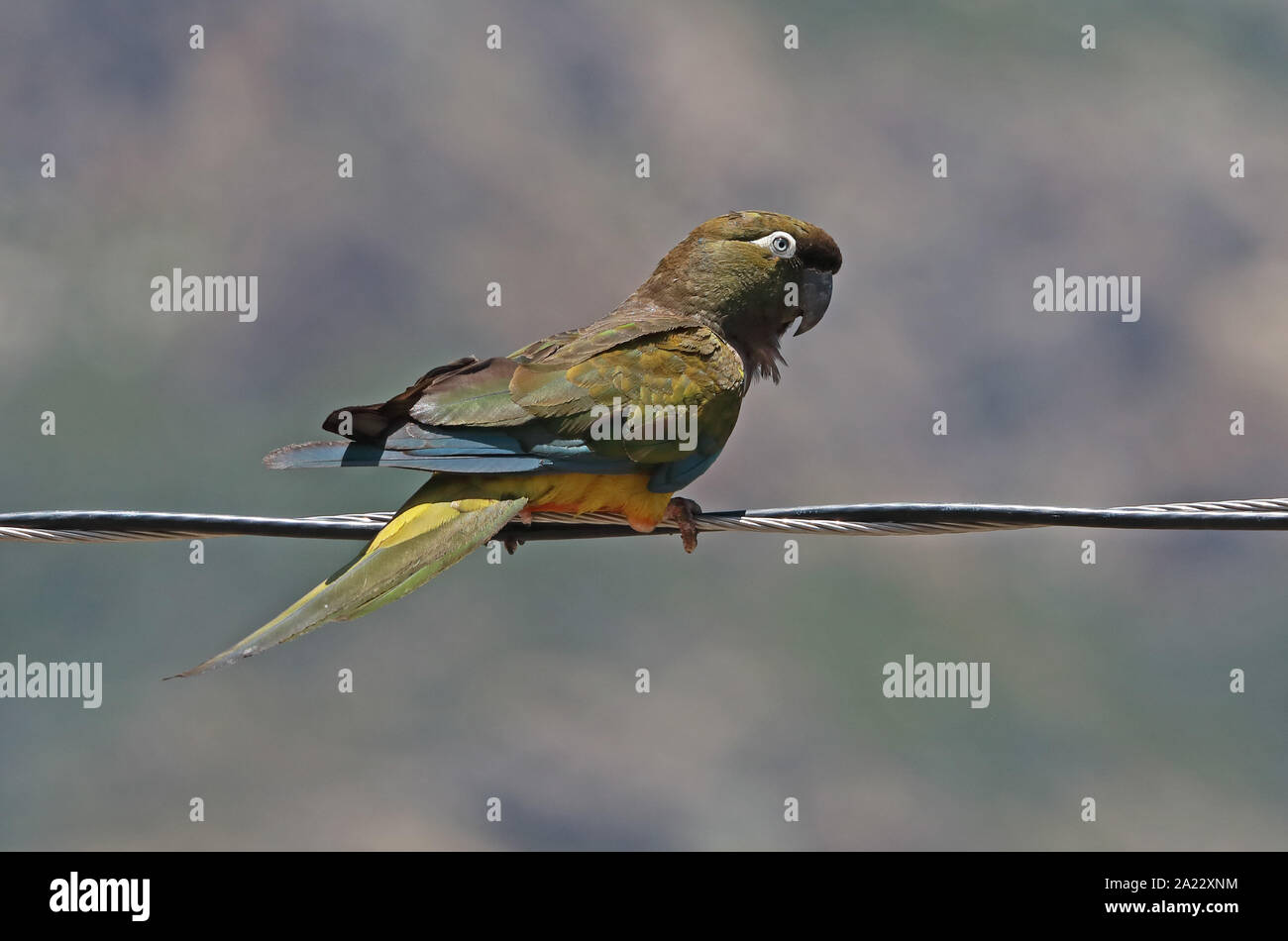Burrowing Parrot (Cyanoliseus patagonus bloxami) adult perched on power ...