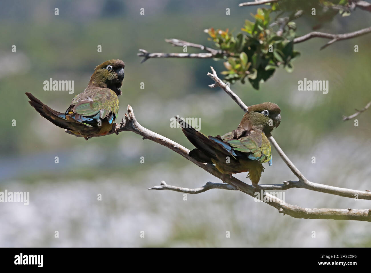 Cyanoliseus patagonus bloxami hi-res stock photography and images - Alamy