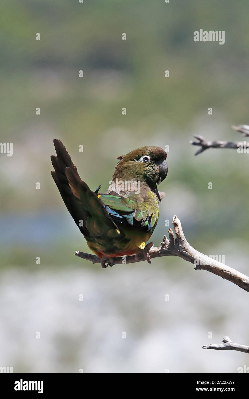 Cyanoliseus patagonus bloxami hi-res stock photography and images - Alamy