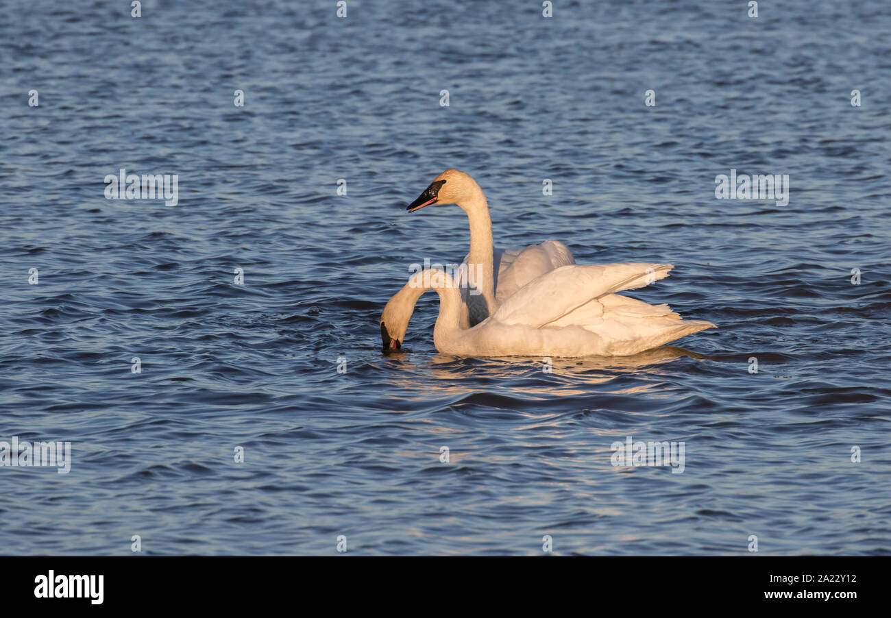 Swan pair swimming hi-res stock photography and images - Alamy