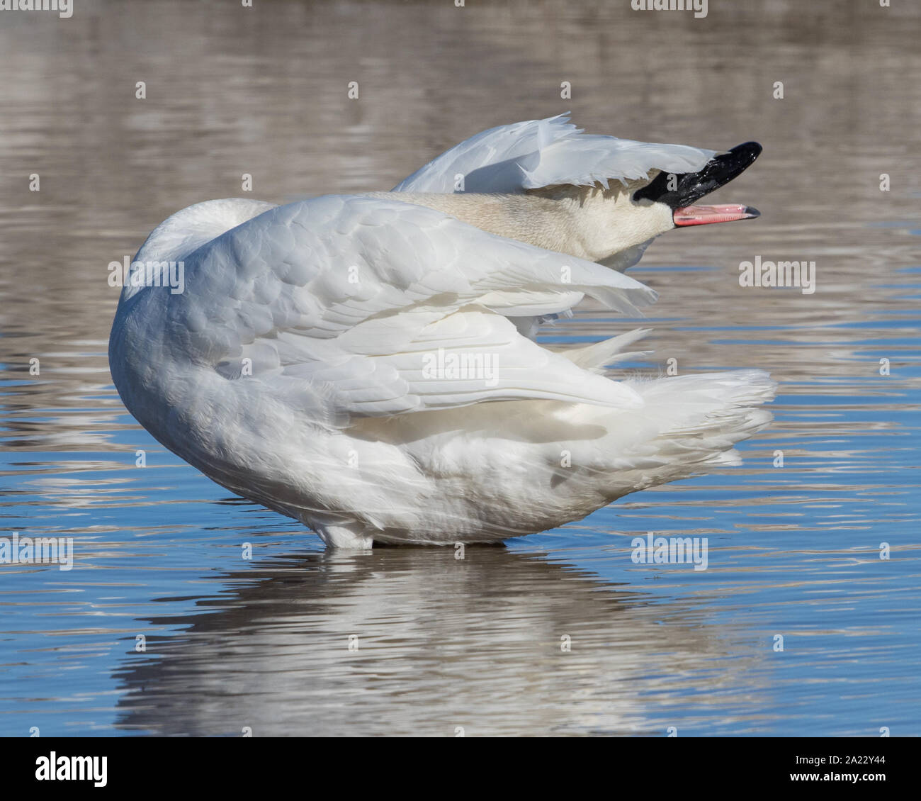 Bird preening feathers pond plumage hi-res stock photography and images ...