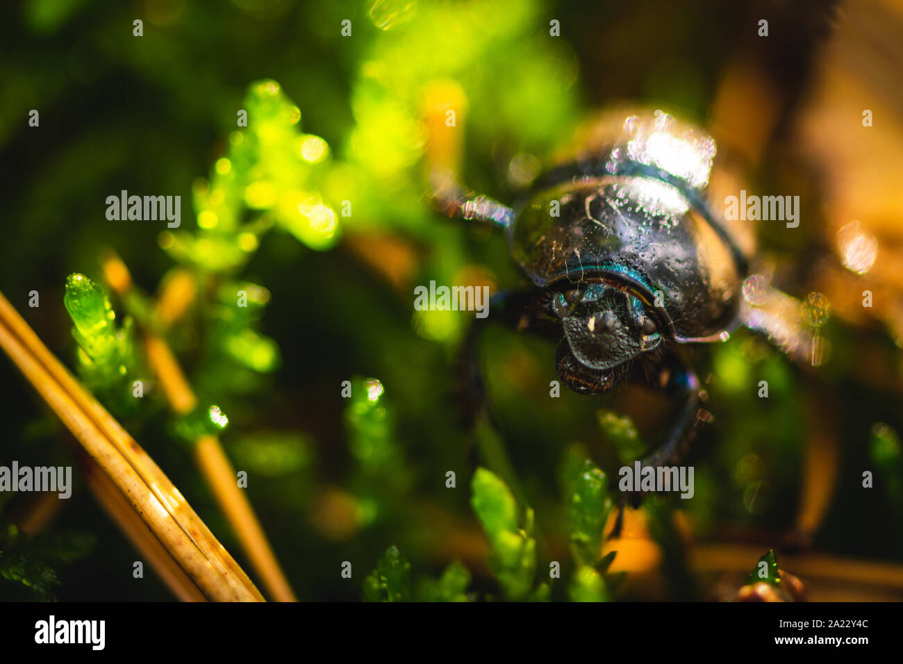Clown Beetles High Resolution Stock Photography and Images - Alamy