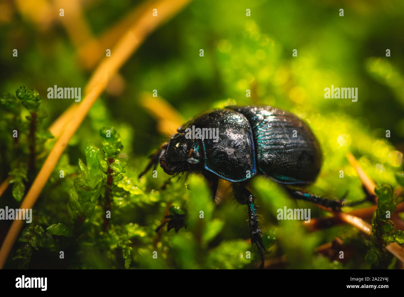 Sphaerites hi-res stock photography and images - Alamy