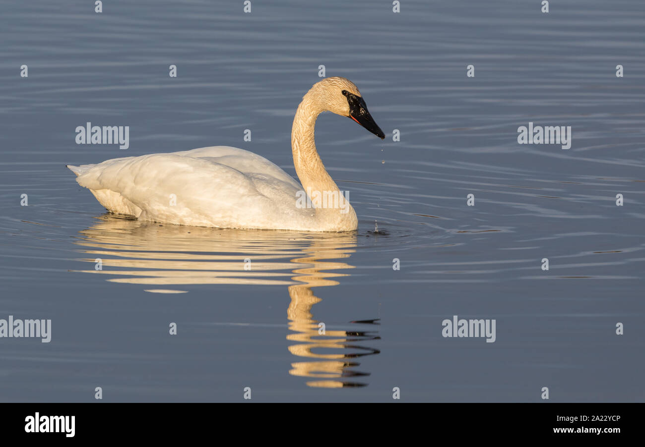Golden swan hi-res stock photography and images - Alamy