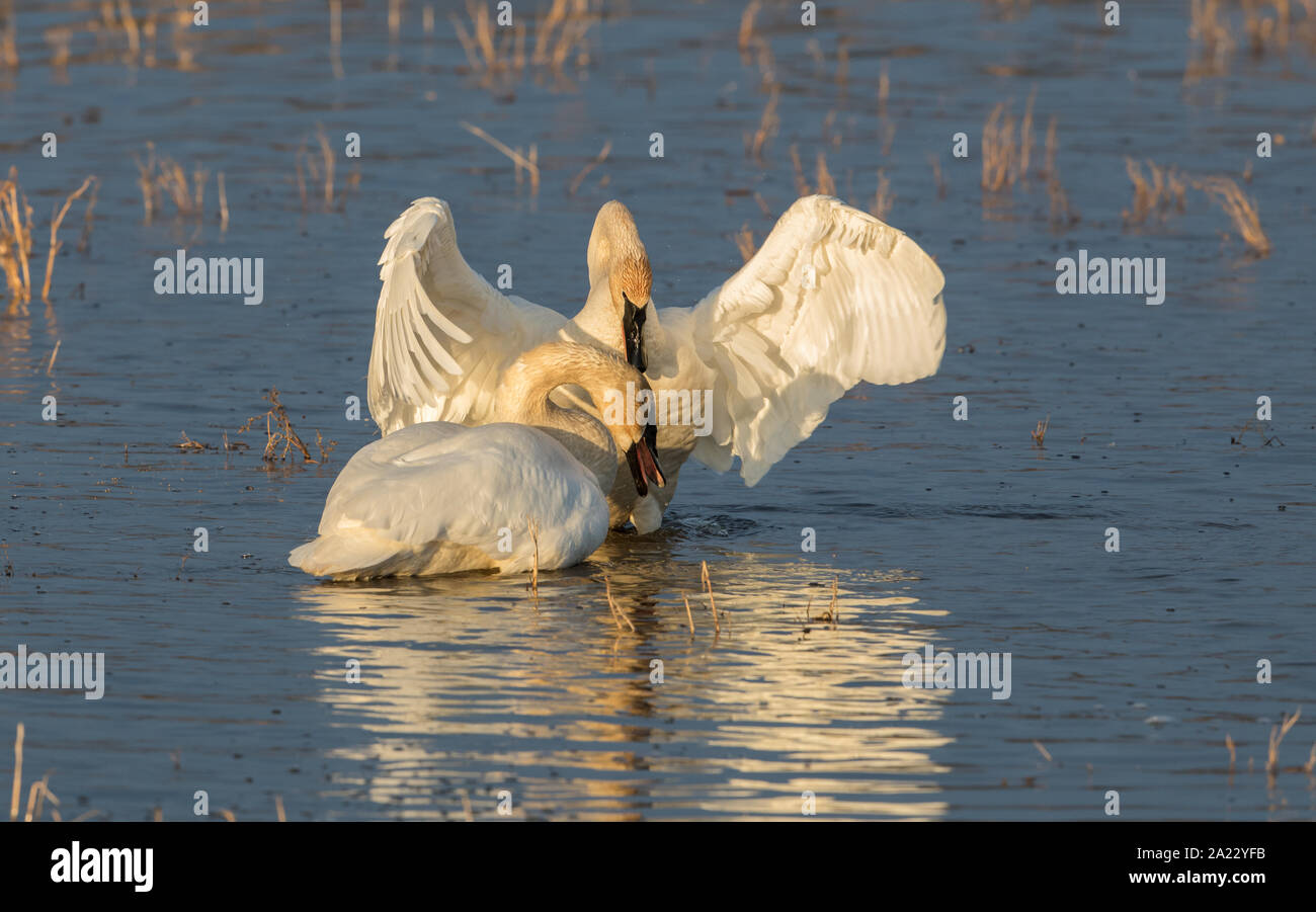 Golden hour in arctic hi-res stock photography and images - Alamy