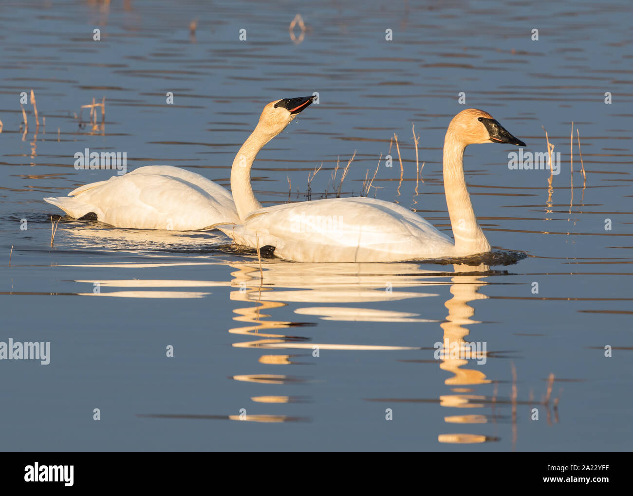 Trumpeter Swan Pair in Alaska Stock Photo - Alamy