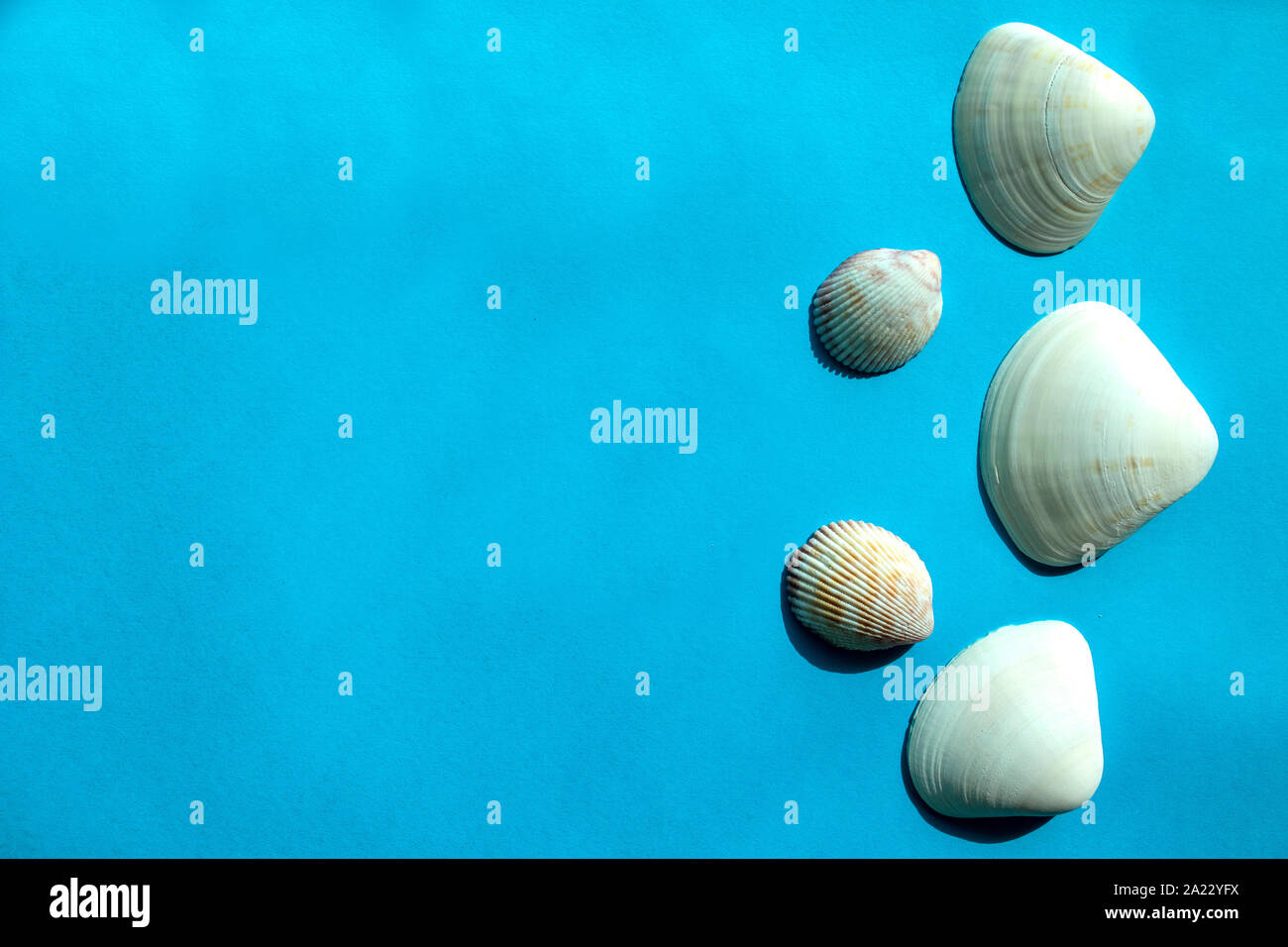 White sea shells on blue background with copy space Stock Photo - Alamy