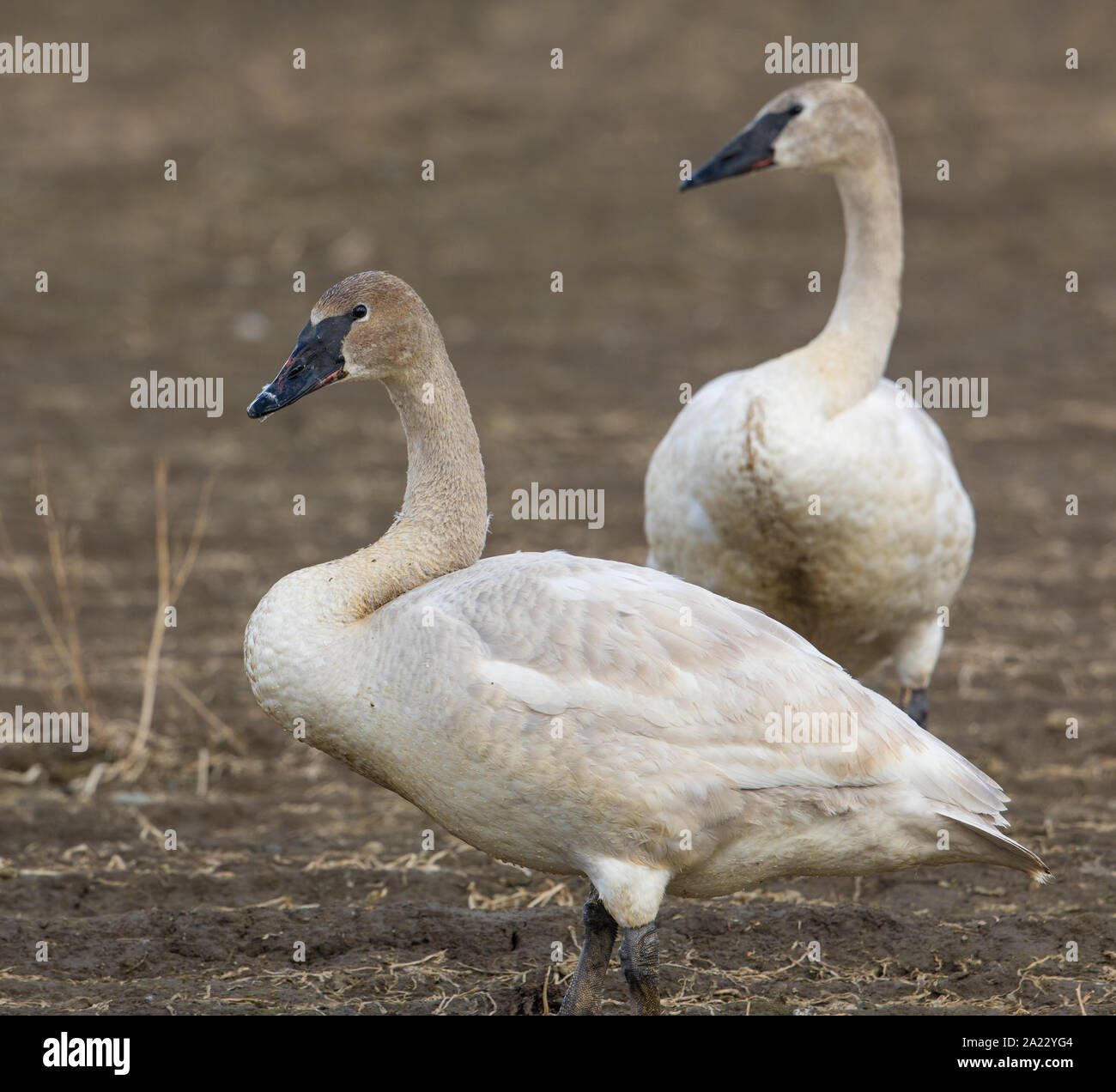 Trumpeter swan plumage hi-res stock photography and images - Alamy