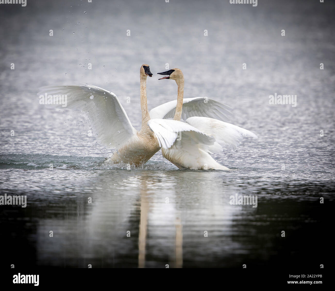 Trumpeter Swan Pair in Alaska Stock Photo - Alamy