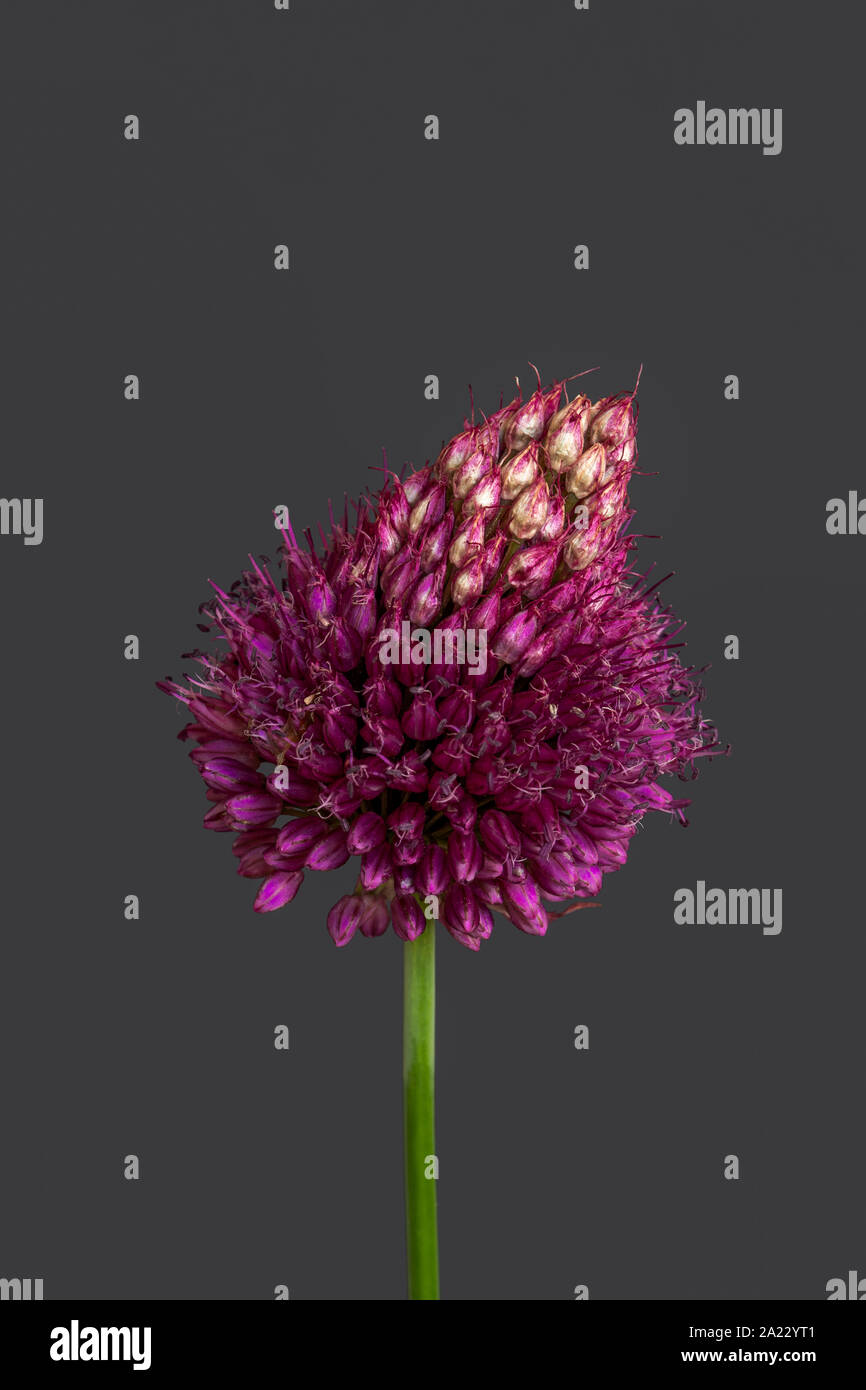 Color macro of a violet red chive blossom with green stem on gray ...