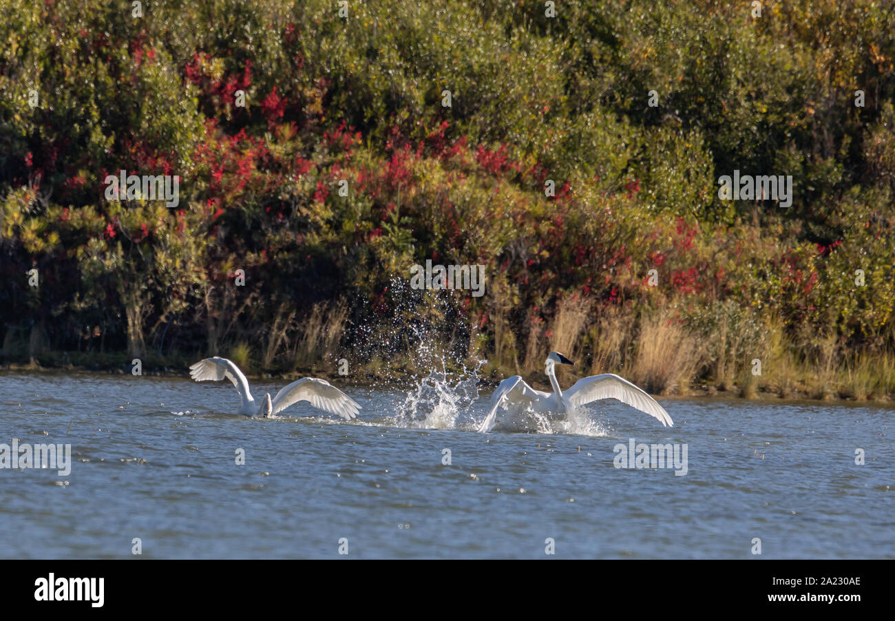 Trumpeter swans fighting hi-res stock photography and images - Alamy
