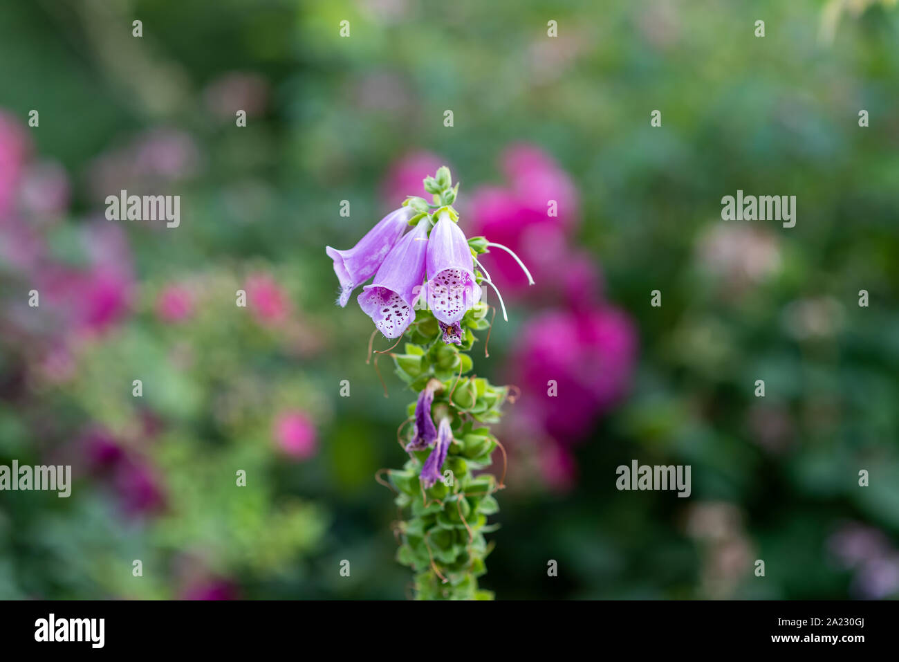 Foxglove backdrop hi-res stock photography and images - Alamy