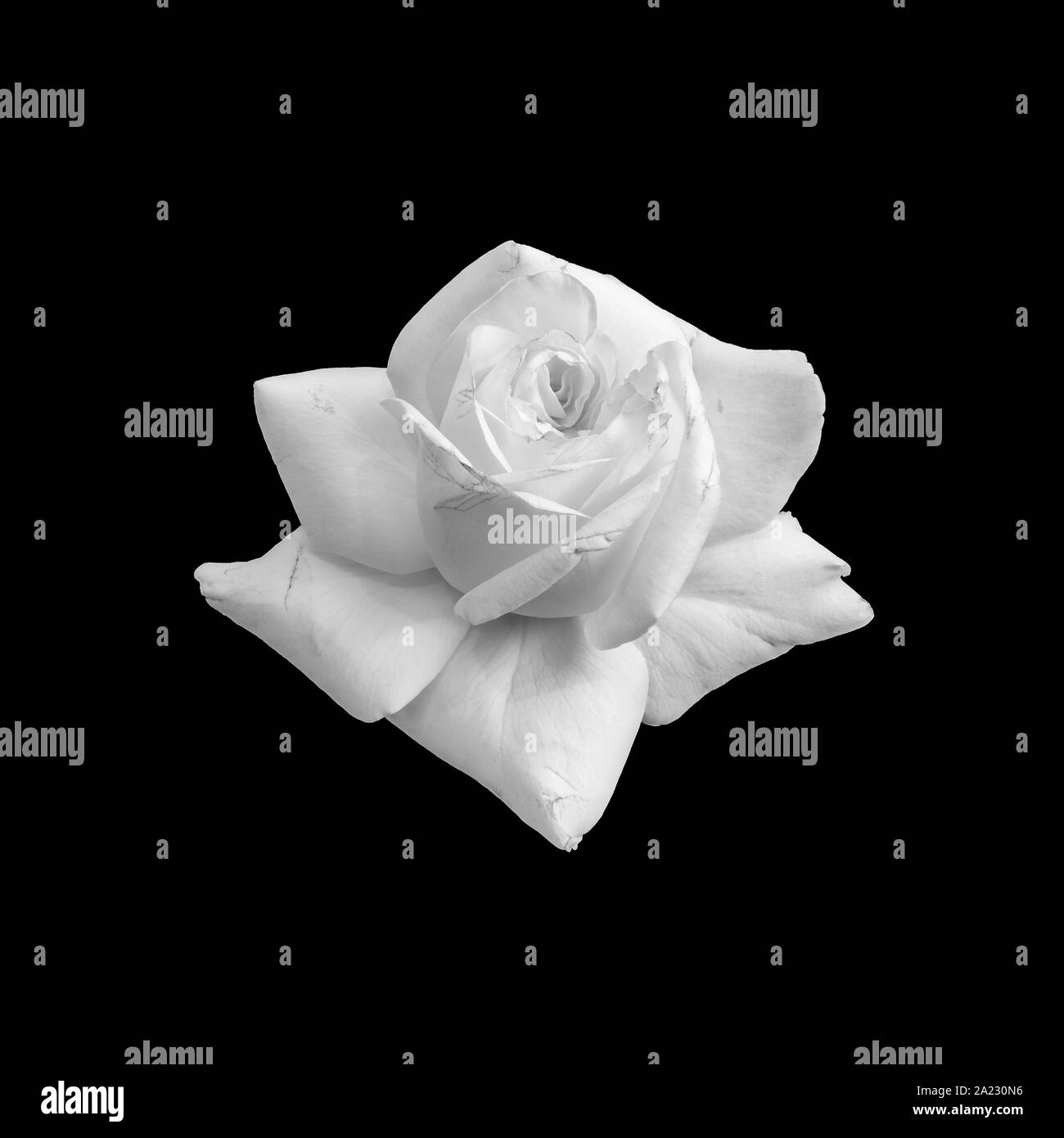 High Key Style High Resolution Stock Photography and Images - Alamy