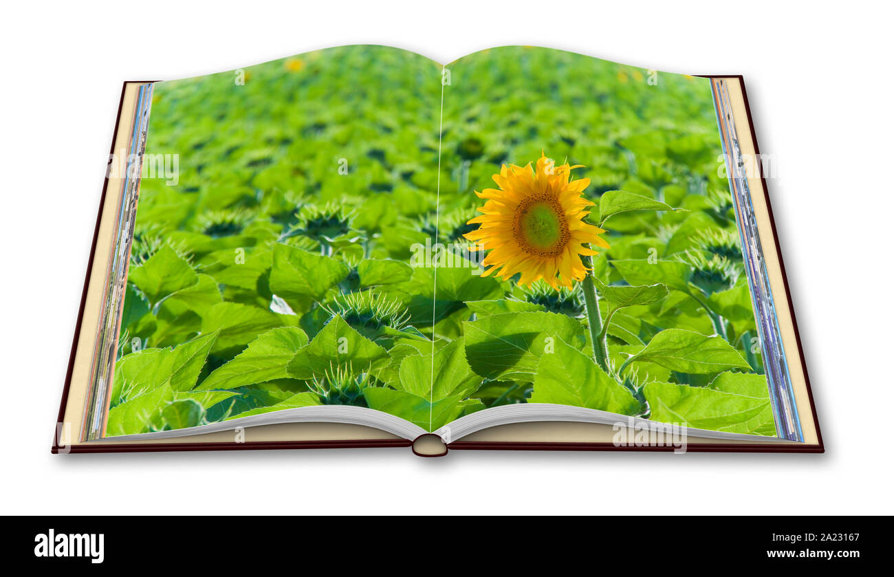 Open sunflower isolated in a field - image with copy space - 3D render ...
