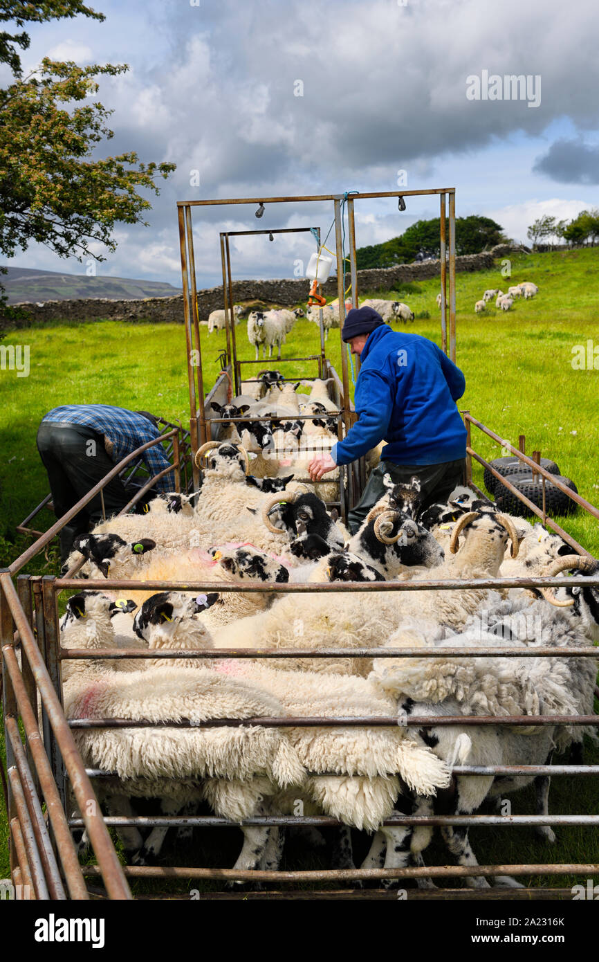 Corralled hi-res stock photography and images - Alamy