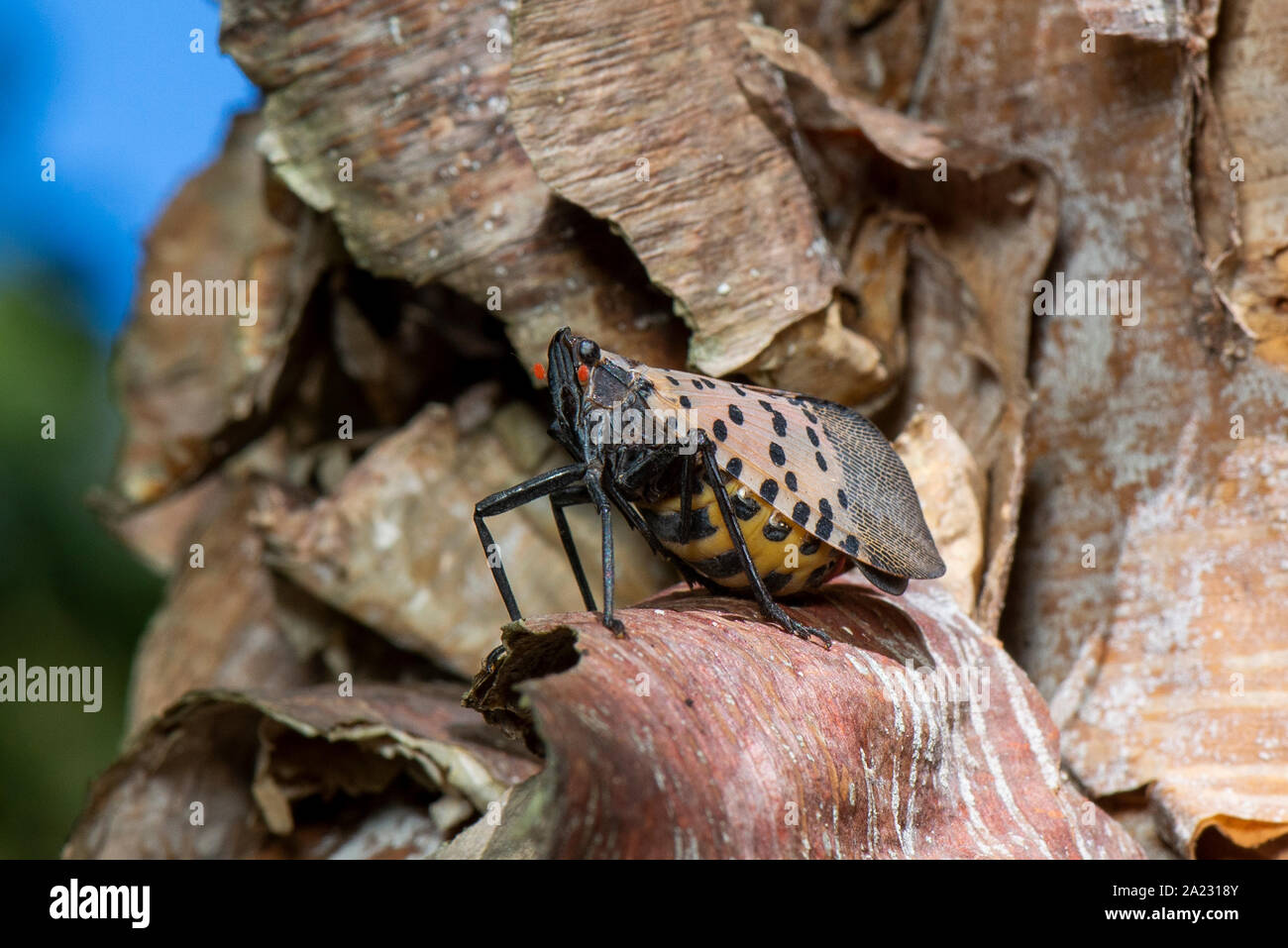 SPOTTED LANTERNFLY (LYCORMA DELICATULA) GRAVID FEMALE WITH ENLARGED ...