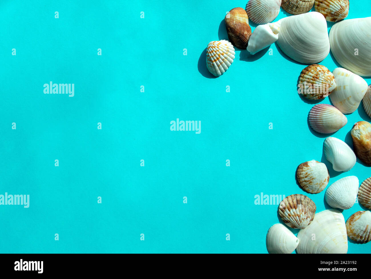 Colorful sea shells on blue background with copy space. Top view Stock ...
