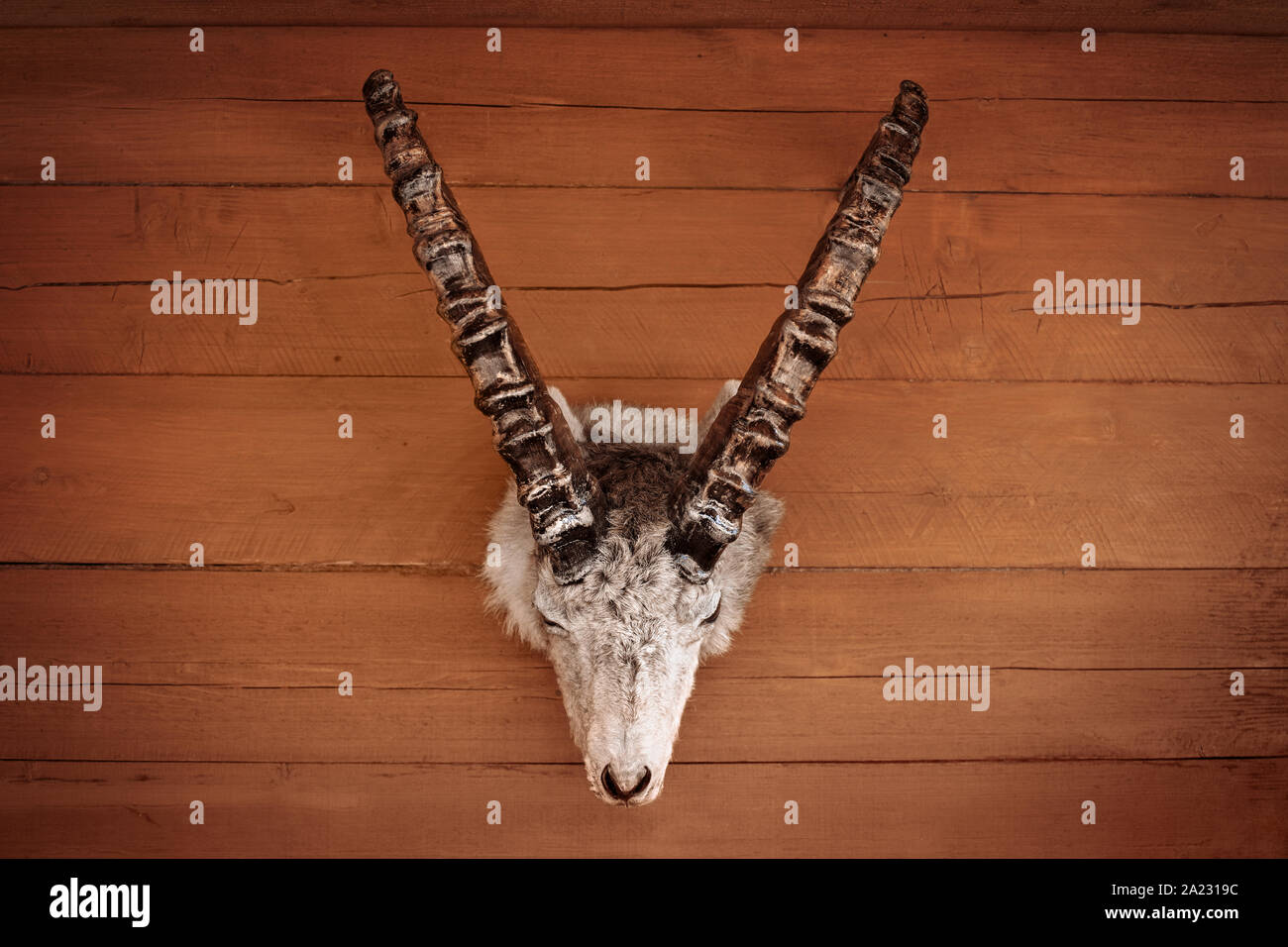 Hunter trophy hi-res stock photography and images - Alamy