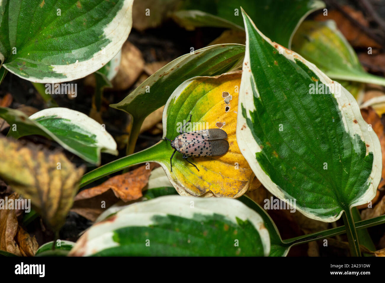 SPOTTED LANTERNFLY (LYCORMA DELICATULA) MATURE ADULT RESTING IN HOSTA ...