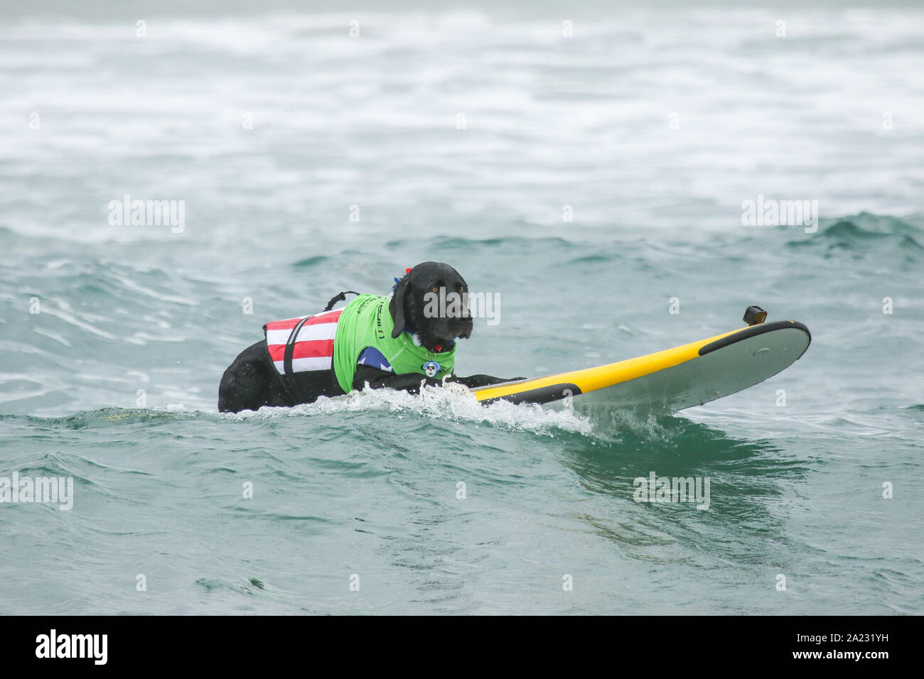 Black labrador in the surf hi-res stock photography and images - Alamy