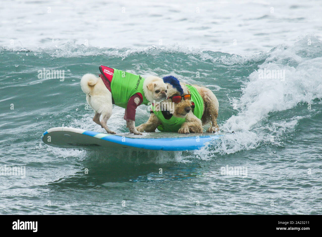 Huntington Beach, California, USA. 28th September, 2019. Gidget, a ...