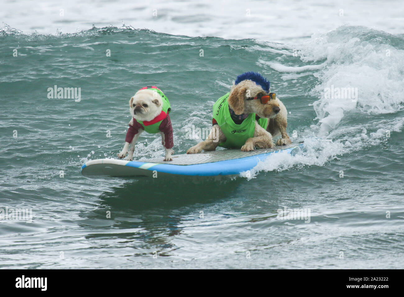 Huntington Beach, California, USA. 28th September, 2019. Gidget, a ...