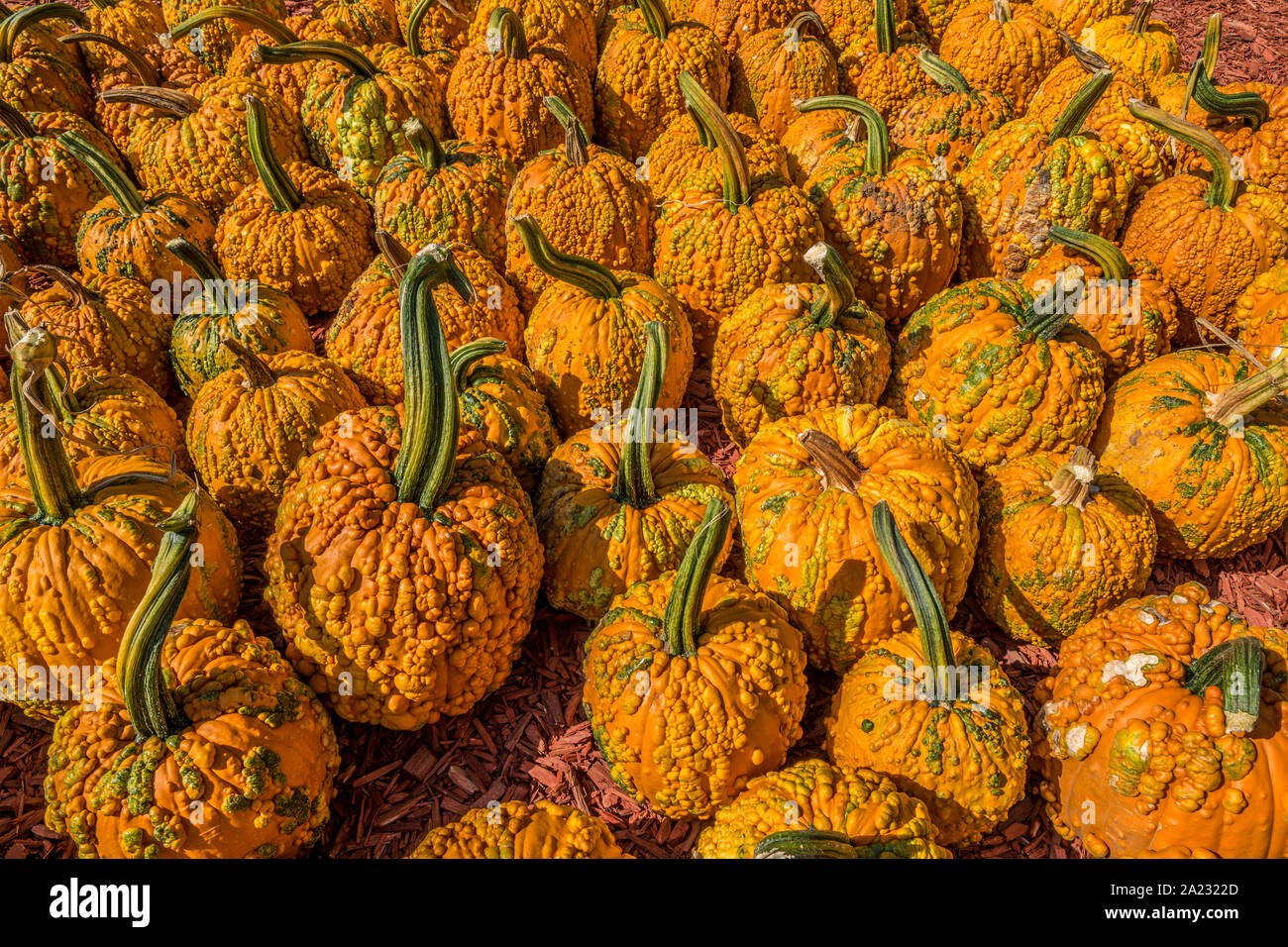 Lots of different sizes and shapes of pumpkins with warts on them also ...