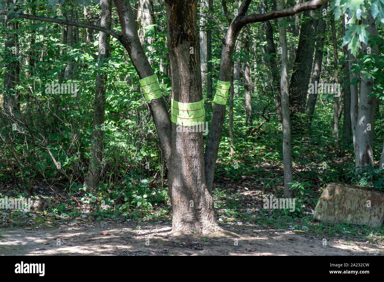 STICKY TRAP BANDS WRAPPED AROUND THE TRUNKS OF A MAPLE TREE TO CAPTURE ...