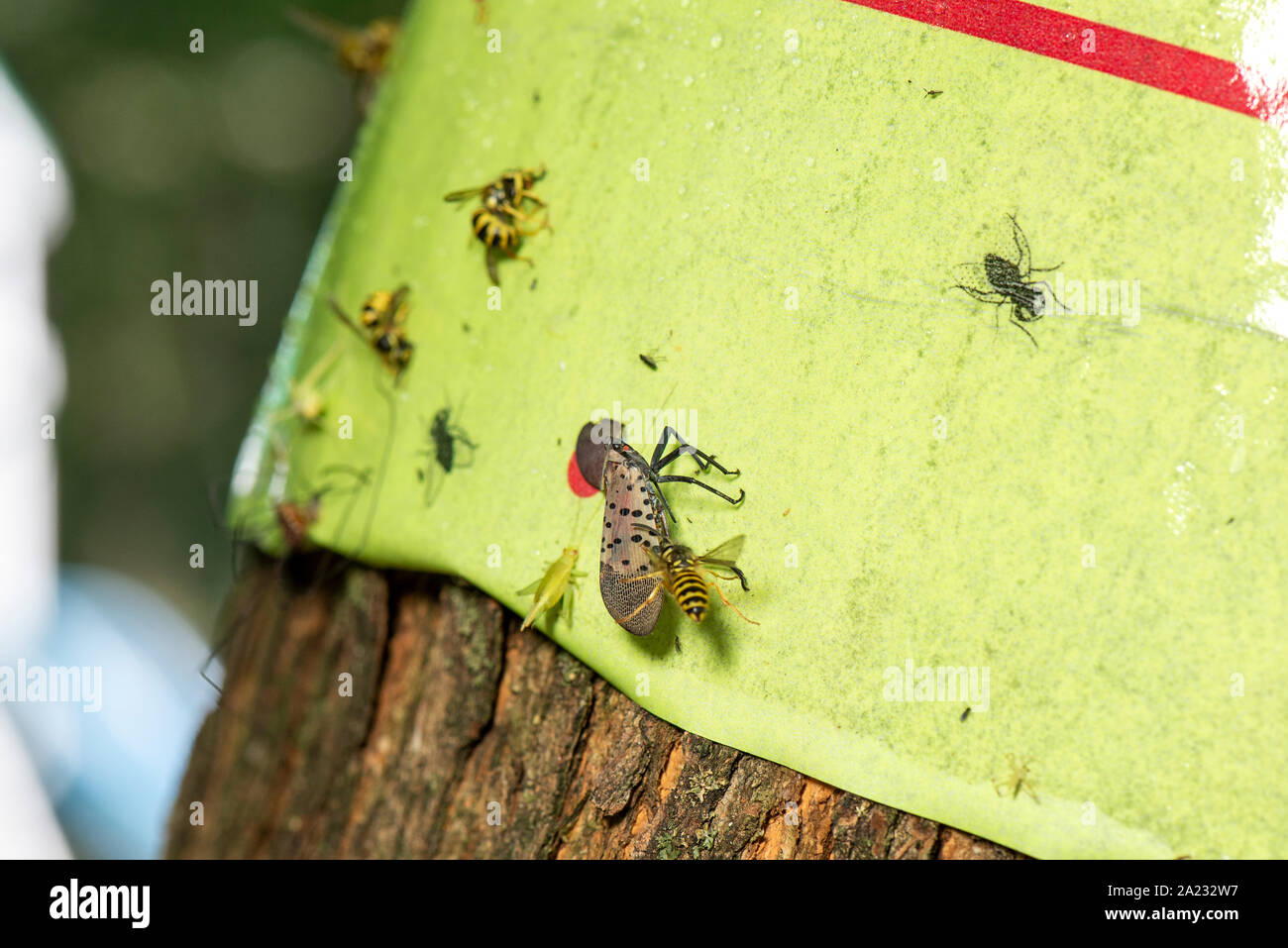 Spotted lanternfly trap hi-res stock photography and images - Alamy