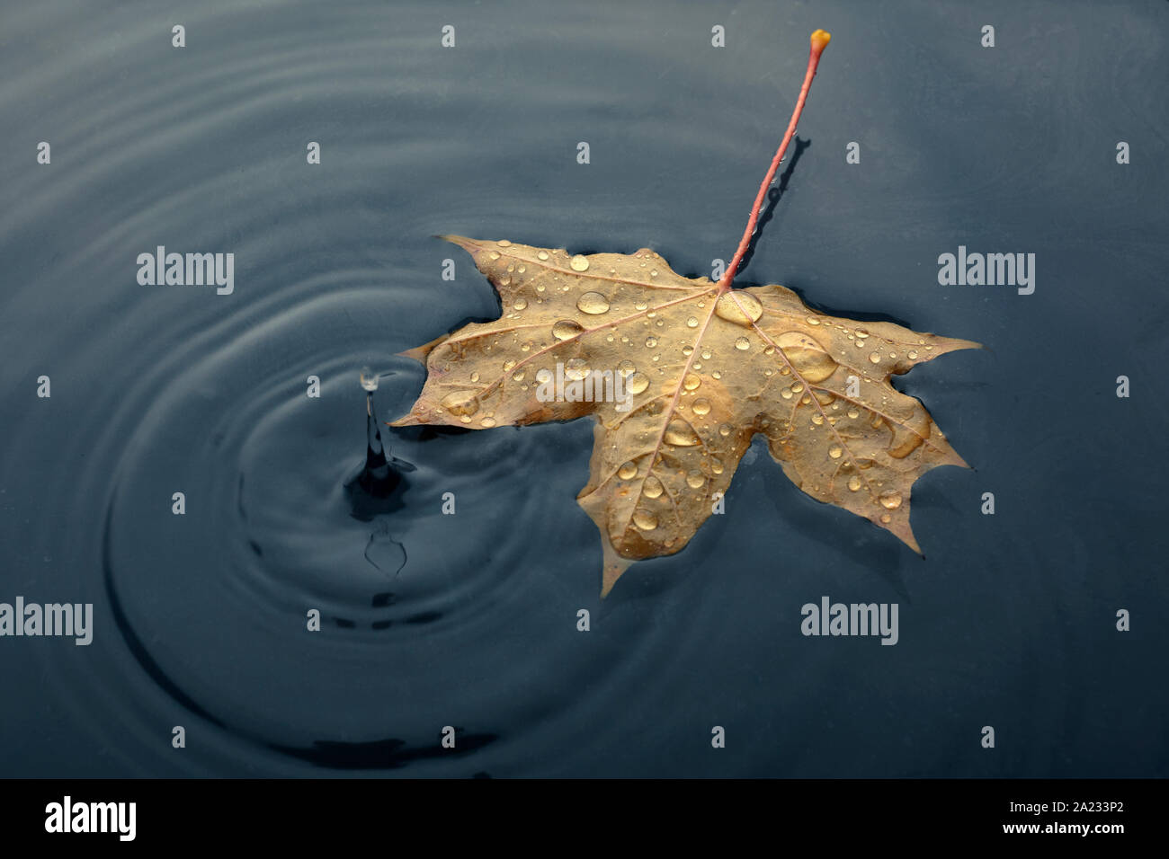 Autumn marple leaf on rippled water surface Stock Photo - Alamy