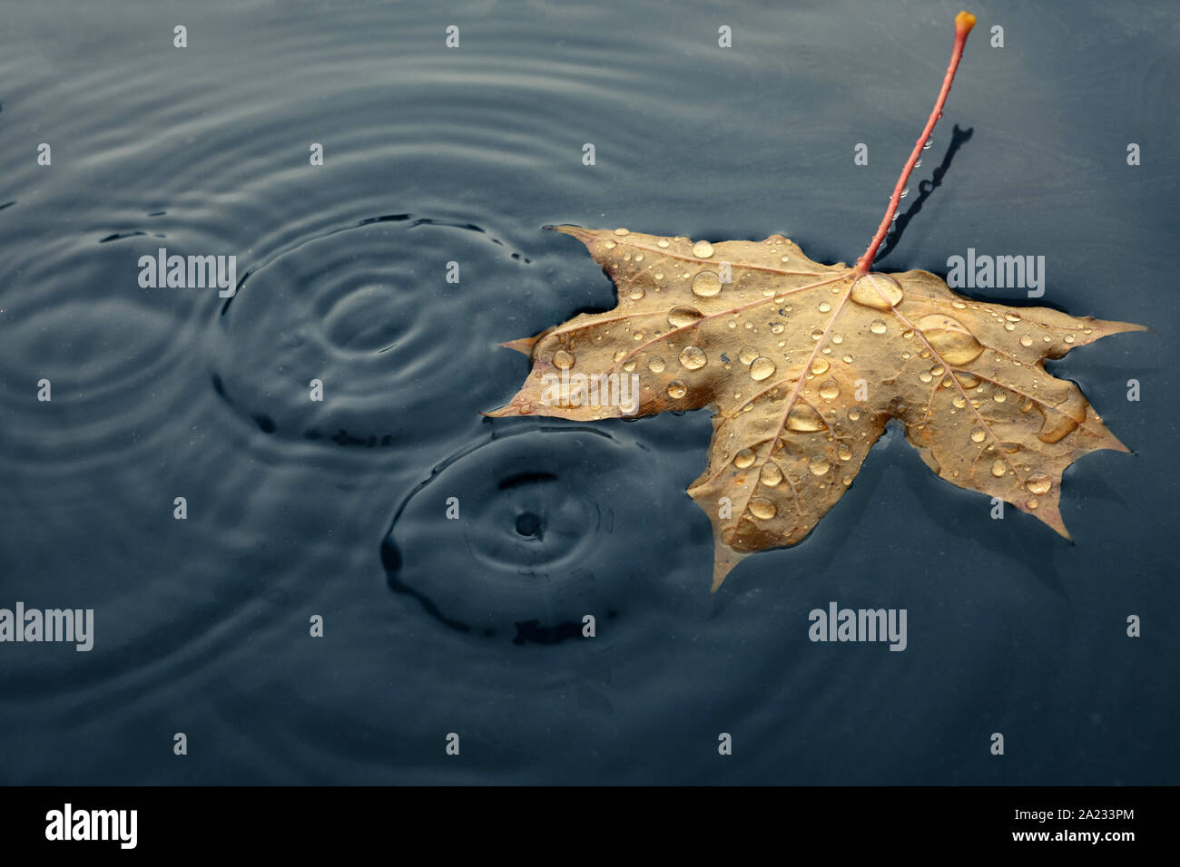 Rippled leaf surface hi-res stock photography and images - Alamy